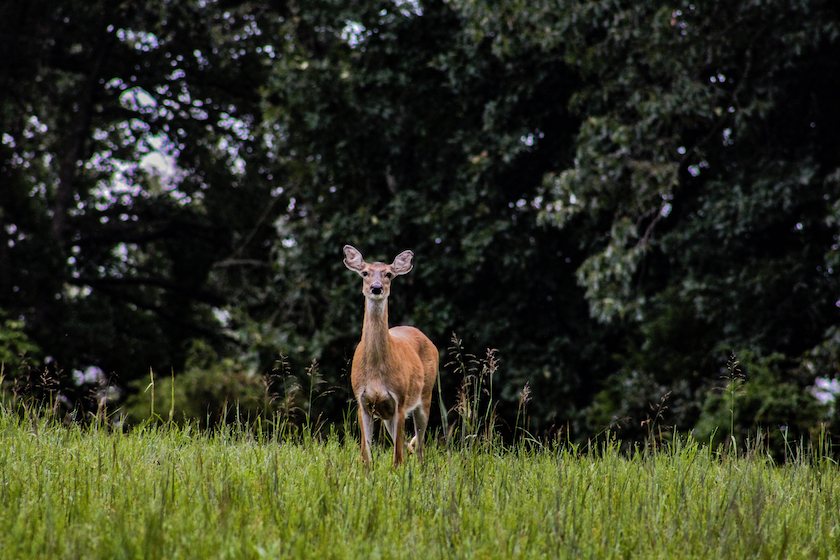 Deer Vitals: How to Identify, Aim for the Right Spot on a Deer