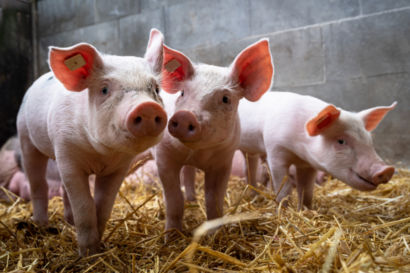 How Long is a Pig Pregnant? Average Gestation Periods + Facts To Know