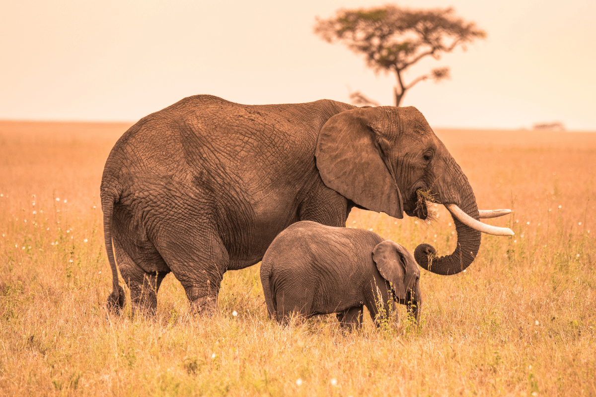 Elephant, Released Into The Wild, Returns To Caretakers To Give Birth ...