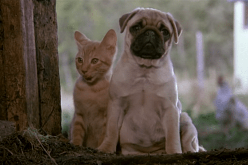 Death, Animal Abuse Claims in 'The Adventures of Milo And Otis'