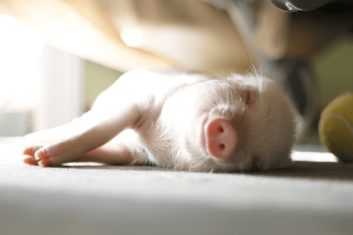 Pigs as Pets: How to Safely, Smartly Keep Pigs at Home