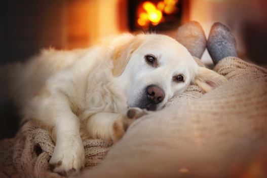 ‘So God Made a Dog': Hear The Full Poem + Where It Came From