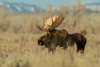 Can You Quarter a Moose in Under 6 Minutes? - Wide Open Spaces