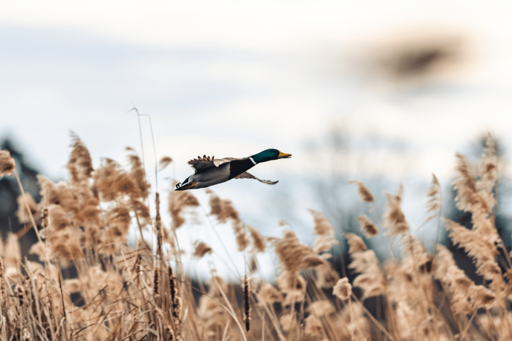 7 Duck Hunting Golden Rules for Respectful Hunters