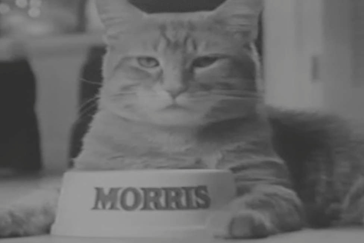 Morris the Cat: Meet the 9Lives Mascot Made Famous on TV