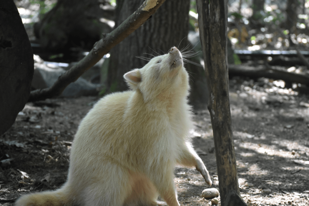 The Rare and Elusive White Raccoon
