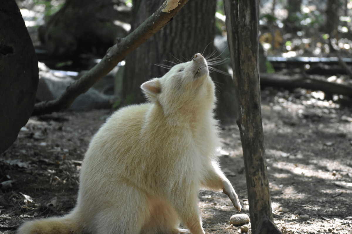 The Rare and Elusive White Raccoon