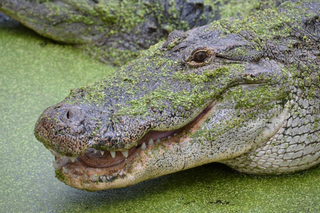 A Taxidermist Once Found a Full-Grown Deer Found in Alligator's Stomach ...