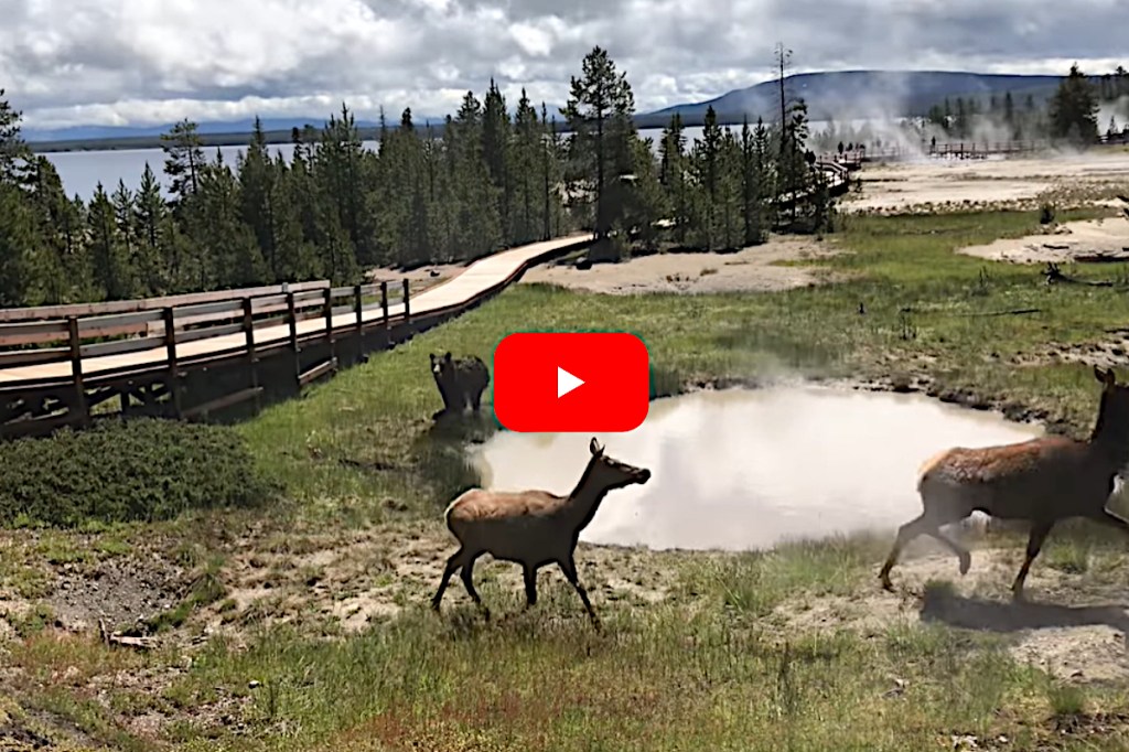 Yellowstone Bear Chases Elk Through Hot Springs, Past Stunned Tourists ...