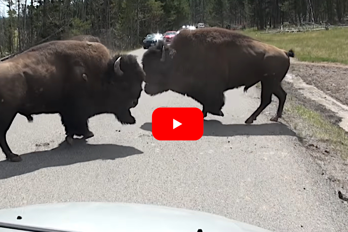 Rutting Bison Butt Heads in Roadway in Front of Yellowstone Tourists ...
