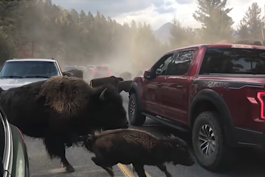 Bison Chases Woman Who Gets Way Too Close for a Selfie