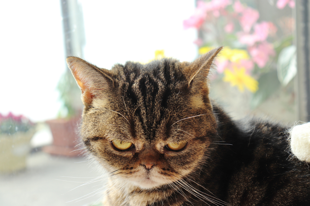 Why Does My Cat Stare at Me? Well, There Are Several Reasons