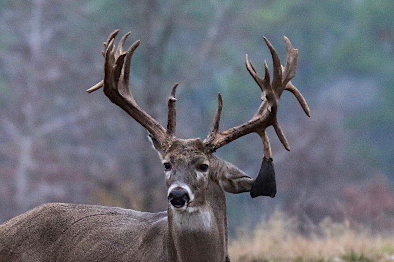 Best Ohio Public Hunting Land By Deer Density