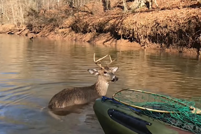 11 Terrifying Animal-Vehicle Collisions Caught on Video - Wide Open Spaces