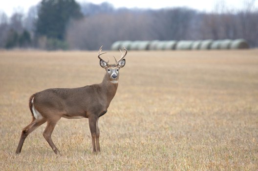 Deer Vitals: How to Identify, Aim for the Right Spot on a Deer