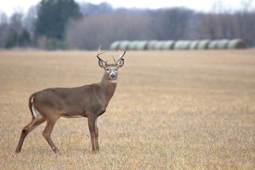 Deer Vitals: How to Identify, Aim for the Right Spot on a Deer