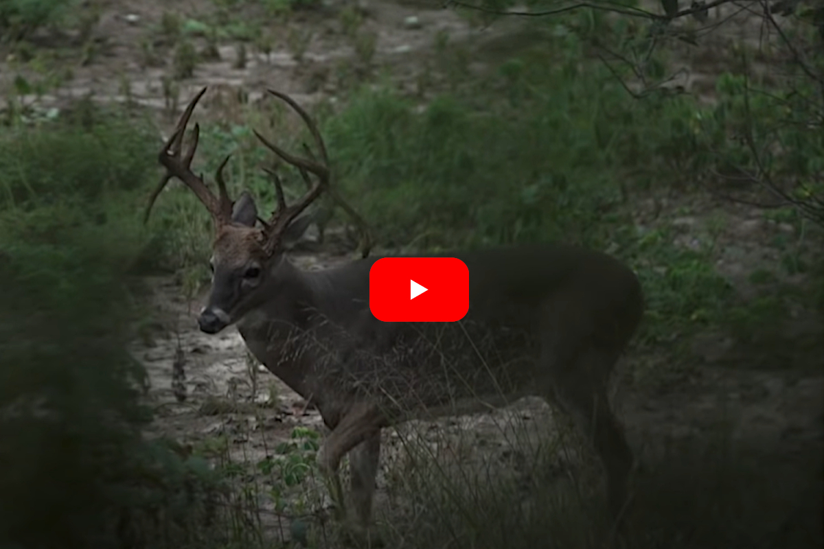 Bowhunter Smokes Old, Double Drop Tined Georgia Buck With Perfect Shot ...