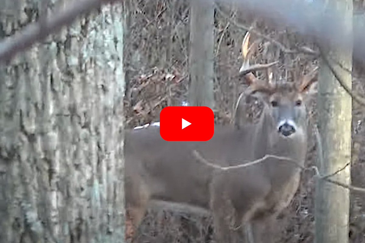 Lucky Hunter Bags Massive Drop Tine Buck on Video in Indiana - Wide ...