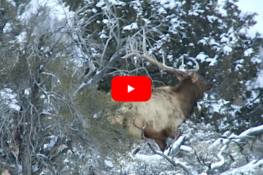 Trophy Bull Elk Sheds His Antlers - Wide Open Spaces