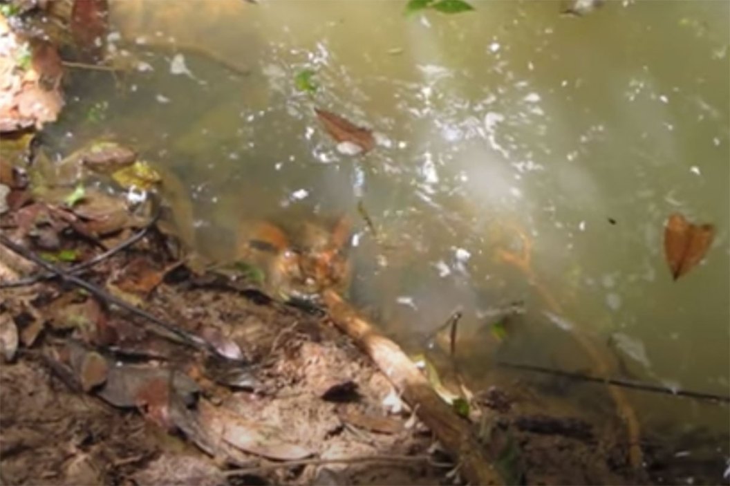 Look What Happened to This Python After It Swallowed an Alligator