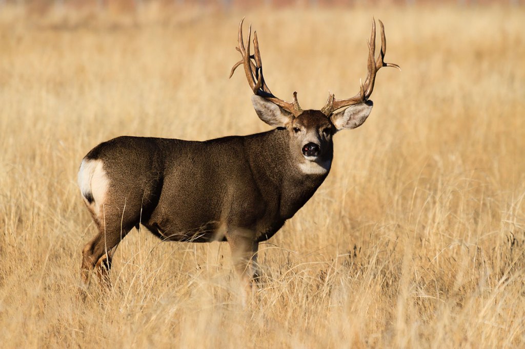 Best Mule Deer Hunting States for Your Bucket List - Wide Open Spaces