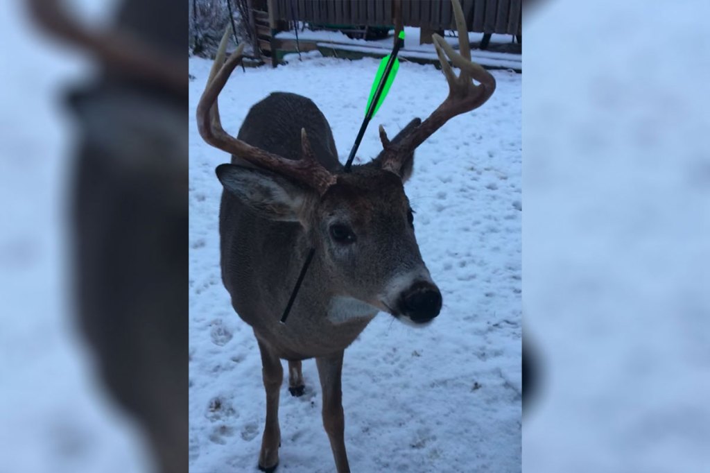 Crossbow Bolt Through the Head Doesn't Stop 'Carrot the Magic Deer ...