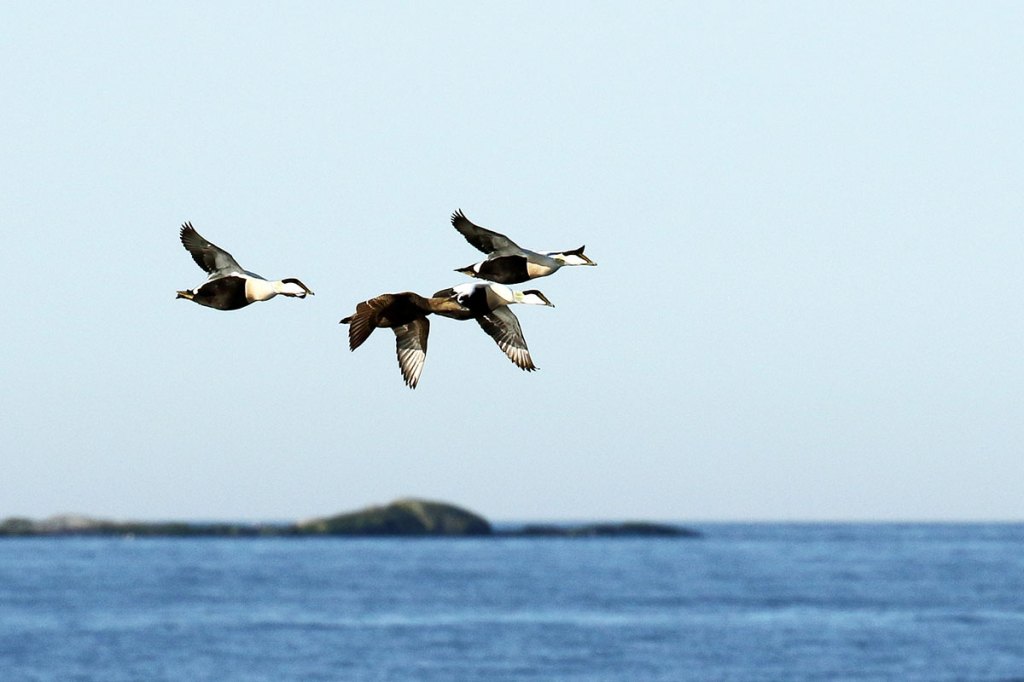 Duck Hunting in Saltwater: The Ins and Outs of Hunting Waterfowl on the ...