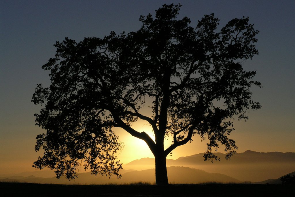 Tree ID: 5 Trees All Outdoorsmen Should Be Able to Recognize - Wide ...