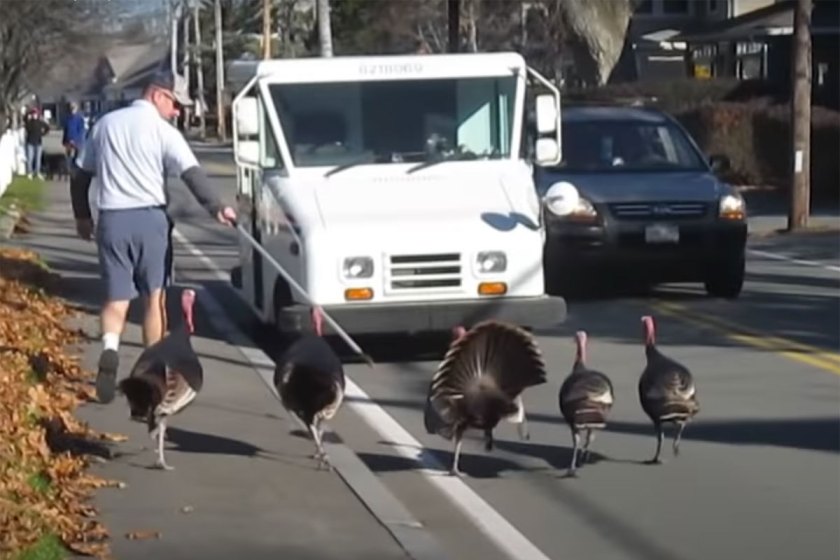 10 Crazy Things Wild Turkeys Have Done Over the Years - Wide Open Spaces