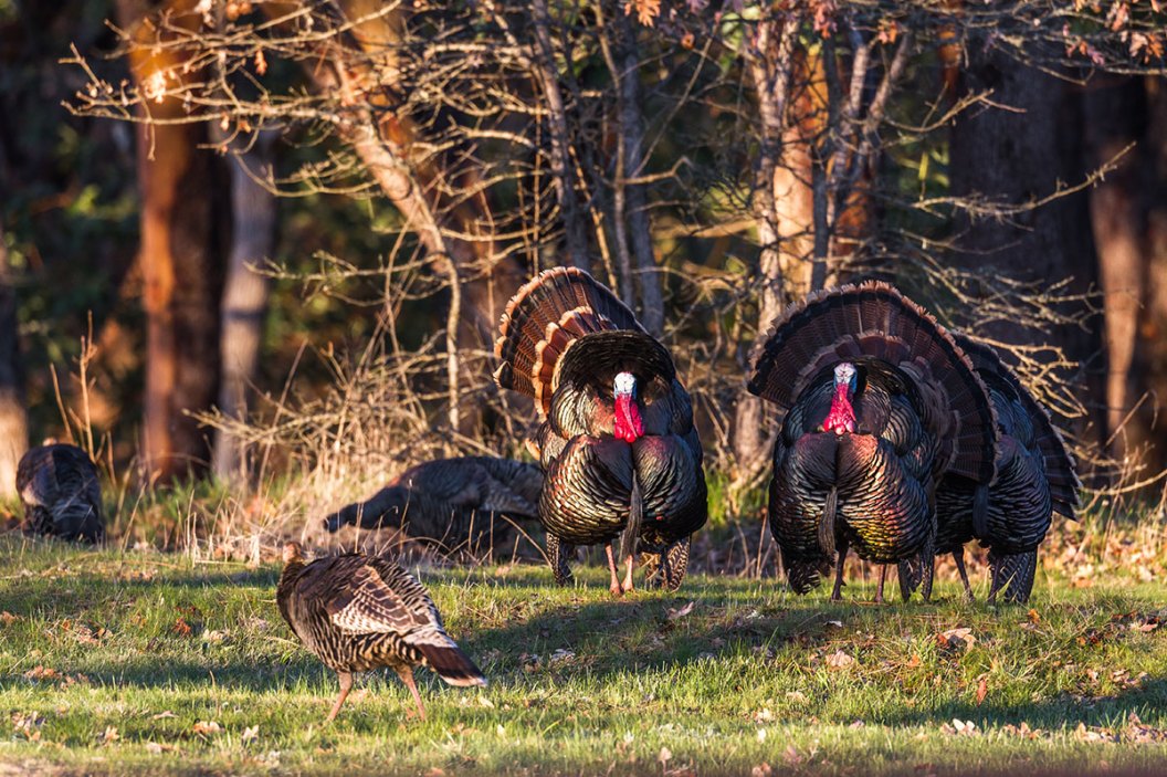 Wild Turkey Sounds to Master Before Your Next Hunt