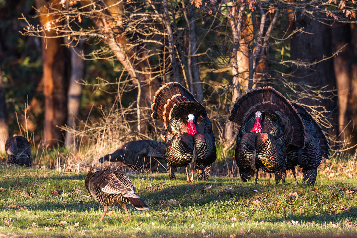 Wild Turkey Sounds to Master Before Your Next Hunt