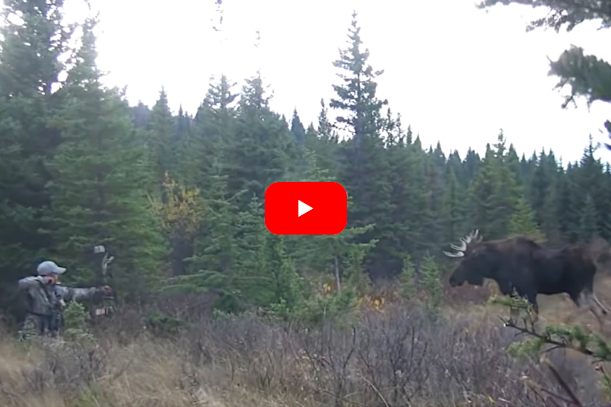 The 4-Year-Old Case of the Controversial Albino Moose Kill, and Why It ...