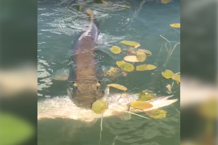 Big Muskies Go Airborne to Cross Wisconsin's Wingra Creek Dam - Wide ...
