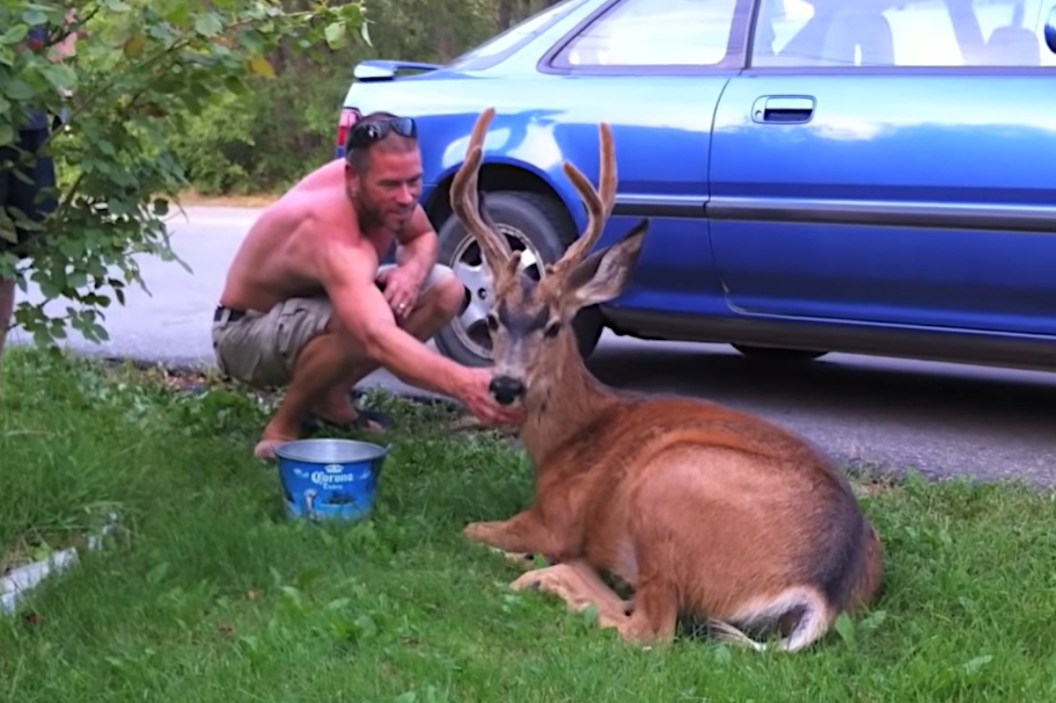 Man Gives Fearless Urban Deer a Good Chin Scratch - Wide Open Spaces