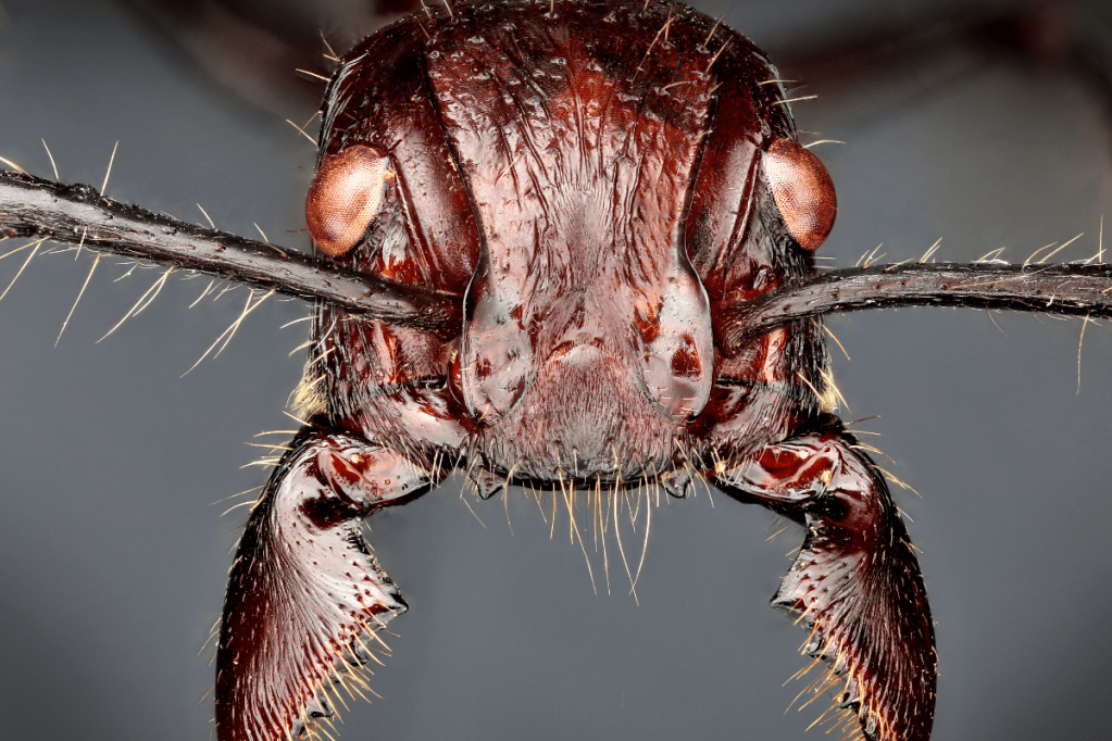 Bullet Ant: Causes of World's Most Painful Sting + Where They Live