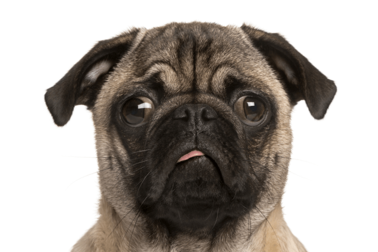 15 Dumbest Dog Breeds: Why They're "Dumb" + How to Properly Train