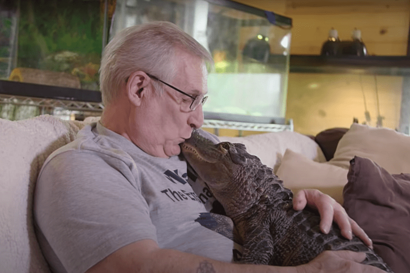 Emotional Support Alligators Exist, And They Love to Snuggle