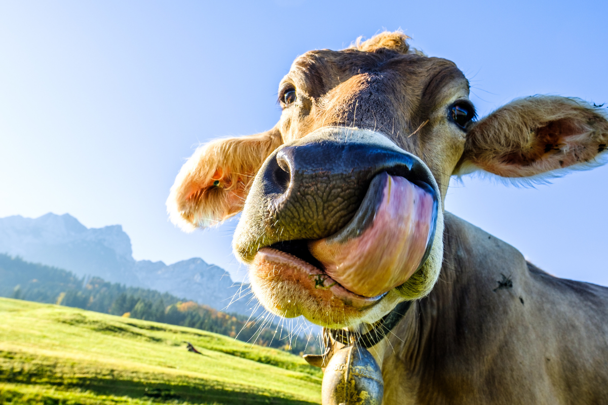 41 Farm Puns: From Corny Jokes to "Udderly" Hilarious One-Liners