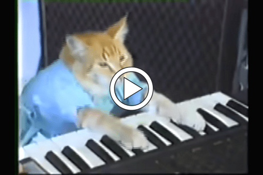 Keyboard Cat: What Happened to the Internet's Most Famous Feline?
