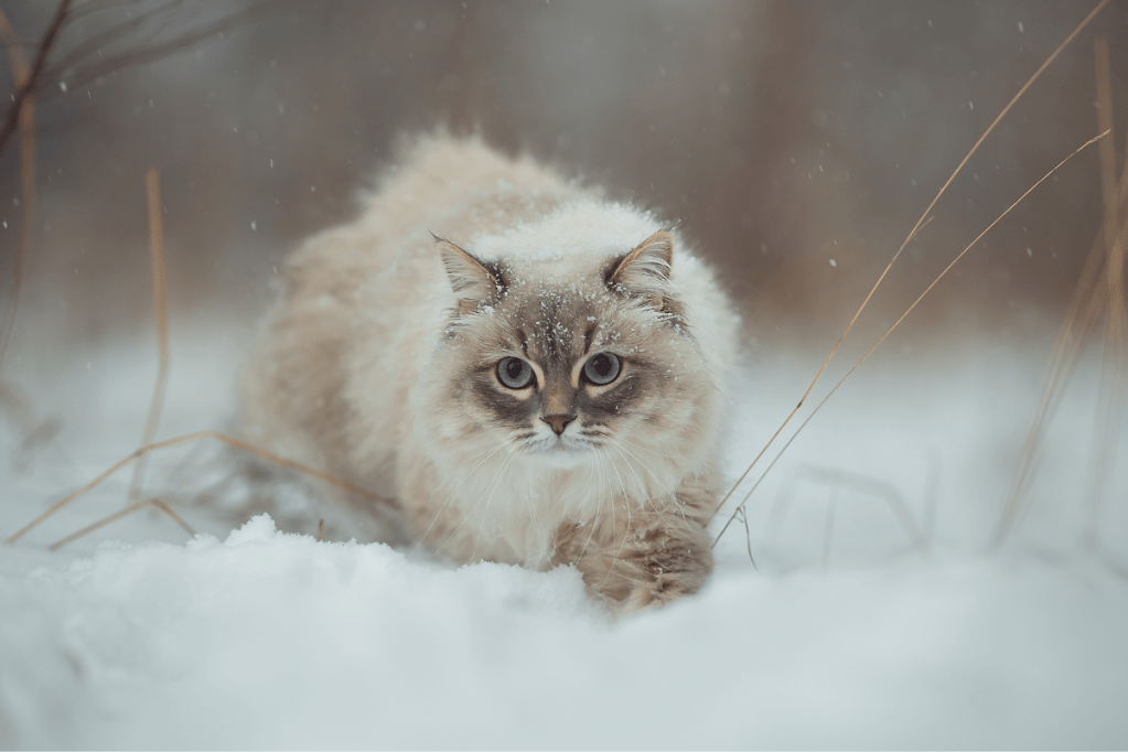 Neva Masquerade: The History & Colors of Russia's Siberian Cats