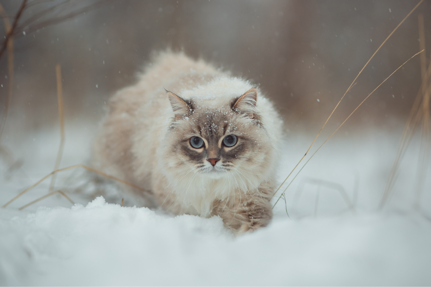 Neva Masquerade: The History & Colors of Russia's Siberian Cats
