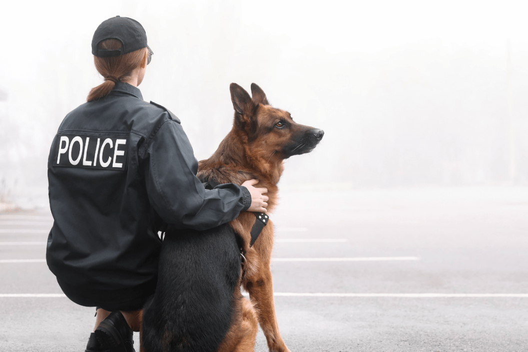 Police Dog Breeds: 10 Bravest Common K-9 Officers on the Force