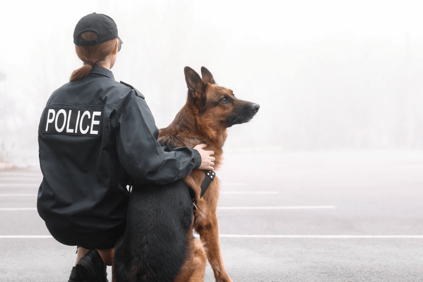 Police Dog Breeds: 10 Bravest Common K-9 Officers on the Force