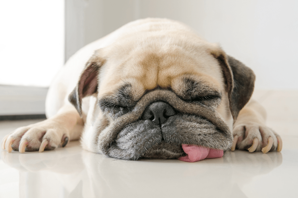 Pug Puns and Jokes Perfect for Those Living the "Pug" Life