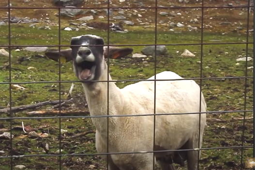 Screaming Sheep: Why Do Sheep Scream + The Famous Internet Video