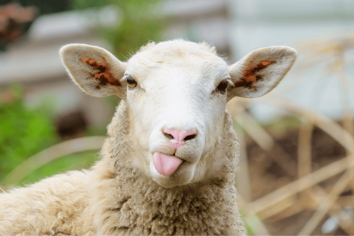 25 Sheep Puns And Jokes So Good That They're Baaaaad
