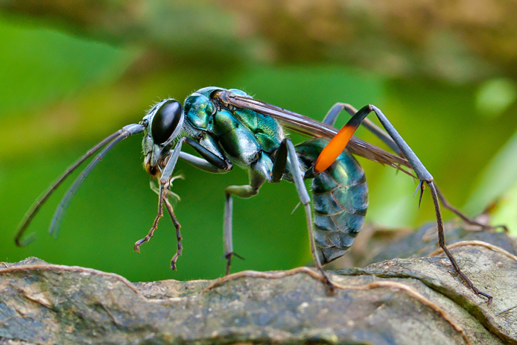 Tarantula Hawk: A Painful Sting, How Long It Lasts & Danger to Humans
