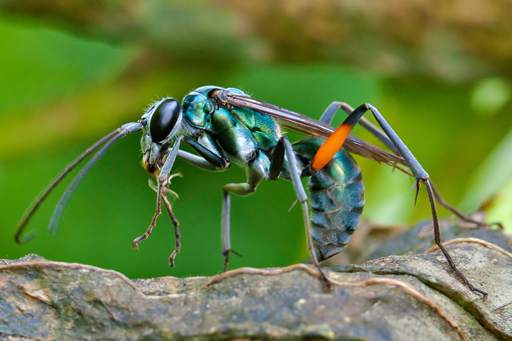 Tarantula Hawk: A Painful Sting, How Long It Lasts & Danger to Humans