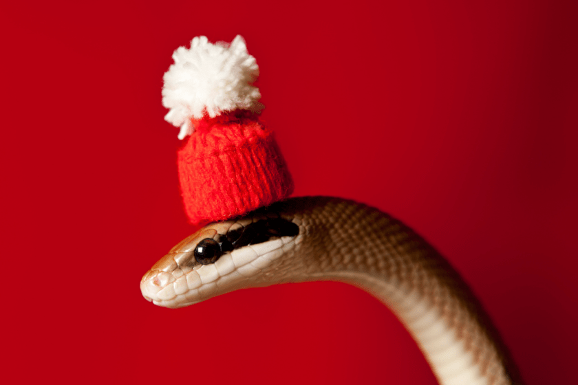 10 Snakes With Hats On, Because Pet Owners Are a Little Crazy