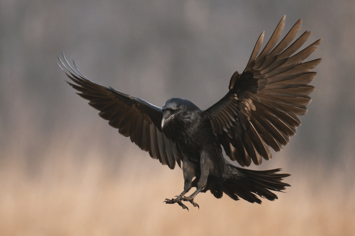Pet Crows: Smart Idea, Or Should This Idea Be "Nevermore"?